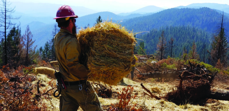 Career Options for Nature and Wildlife Enthusiasts - Grit